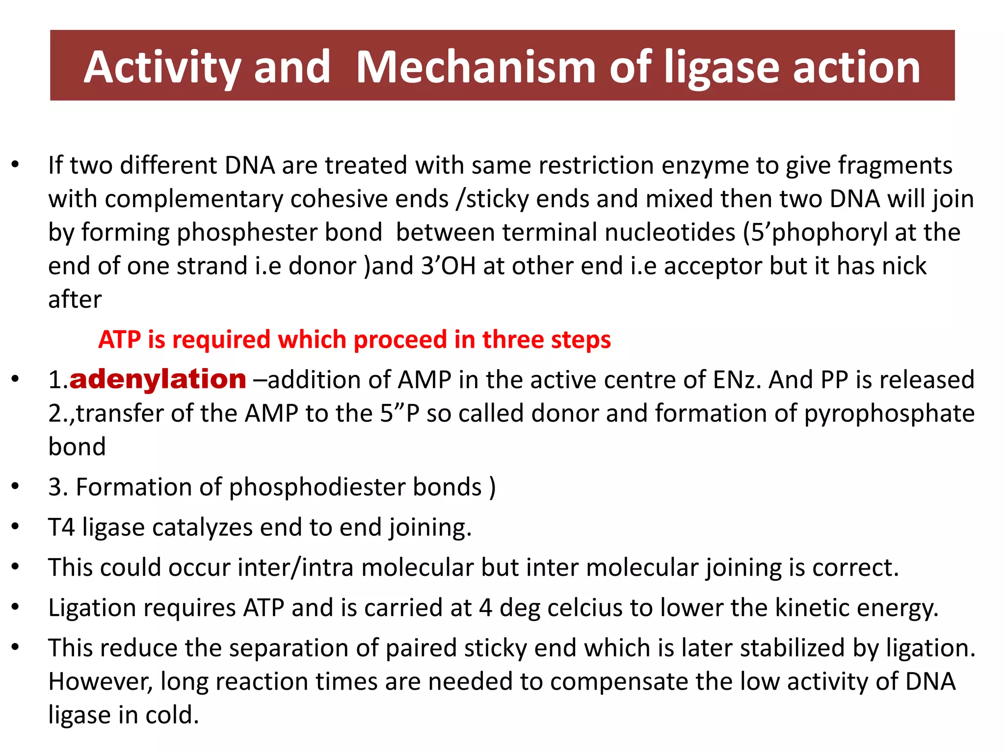 DNA ligase enzymes | PPT