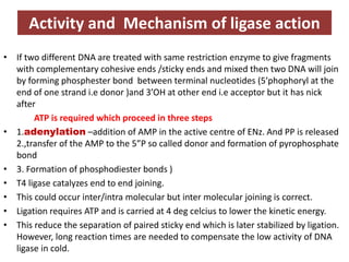 DNA ligase enzymes | PPT