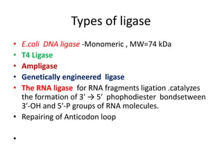 DNA ligase enzymes | PPT
