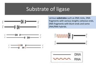 DNA ligase enzymes | PPT