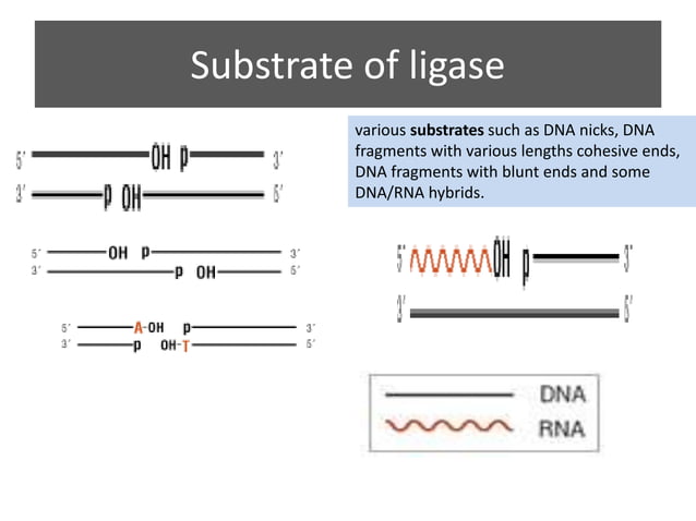 DNA ligase enzymes | PPT