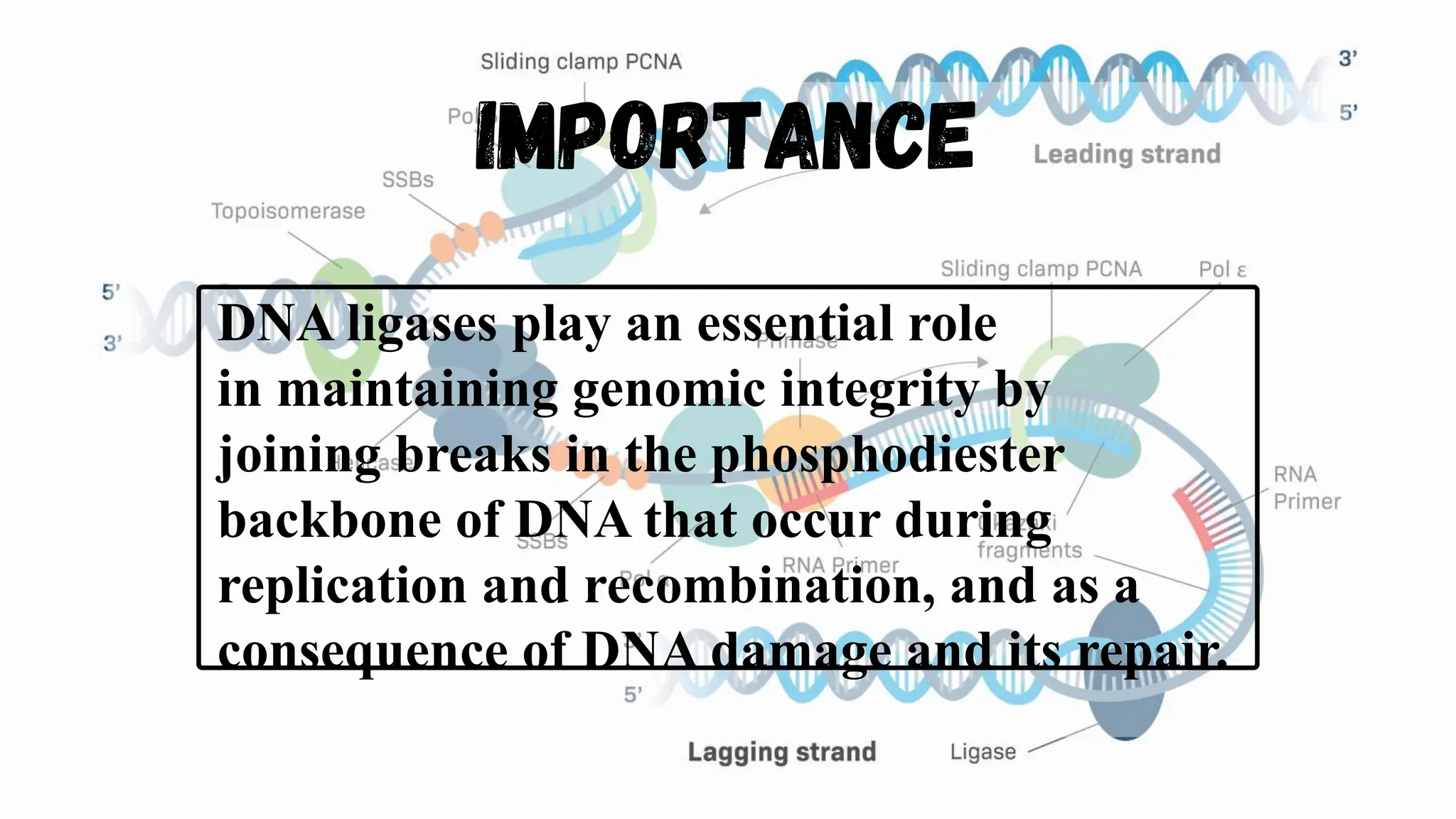 DNA LIGASE BIOTECHNOLOGY BIOLOGY STUDY OF LIFE | PPTX
