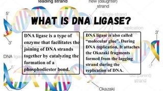 DNA LIGASE BIOTECHNOLOGY BIOLOGY STUDY OF LIFE | PPTX