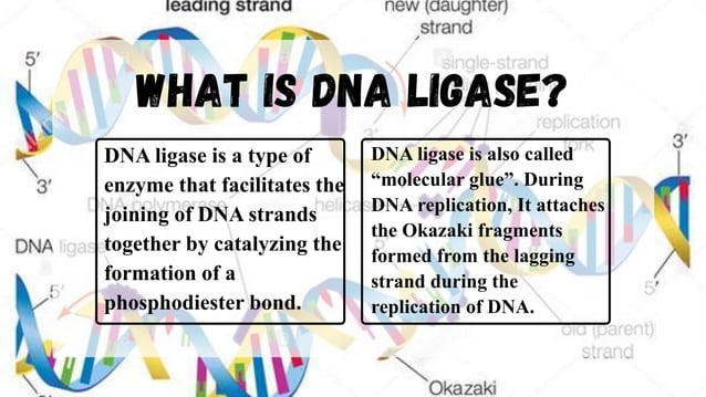 DNA LIGASE BIOTECHNOLOGY BIOLOGY STUDY OF LIFE | PPTX