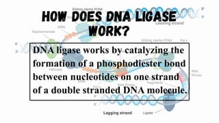 DNA LIGASE BIOTECHNOLOGY BIOLOGY STUDY OF LIFE | PPTX