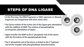 DNA LIGASE BIOTECHNOLOGY BIOLOGY STUDY OF LIFE | PPTX