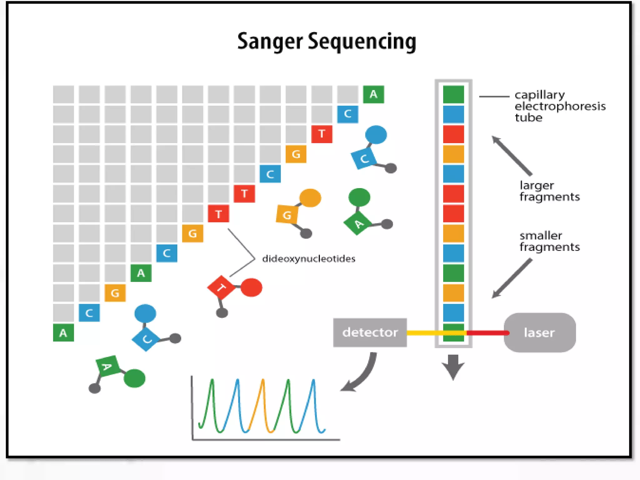 DNA sequencing methods | PPTX