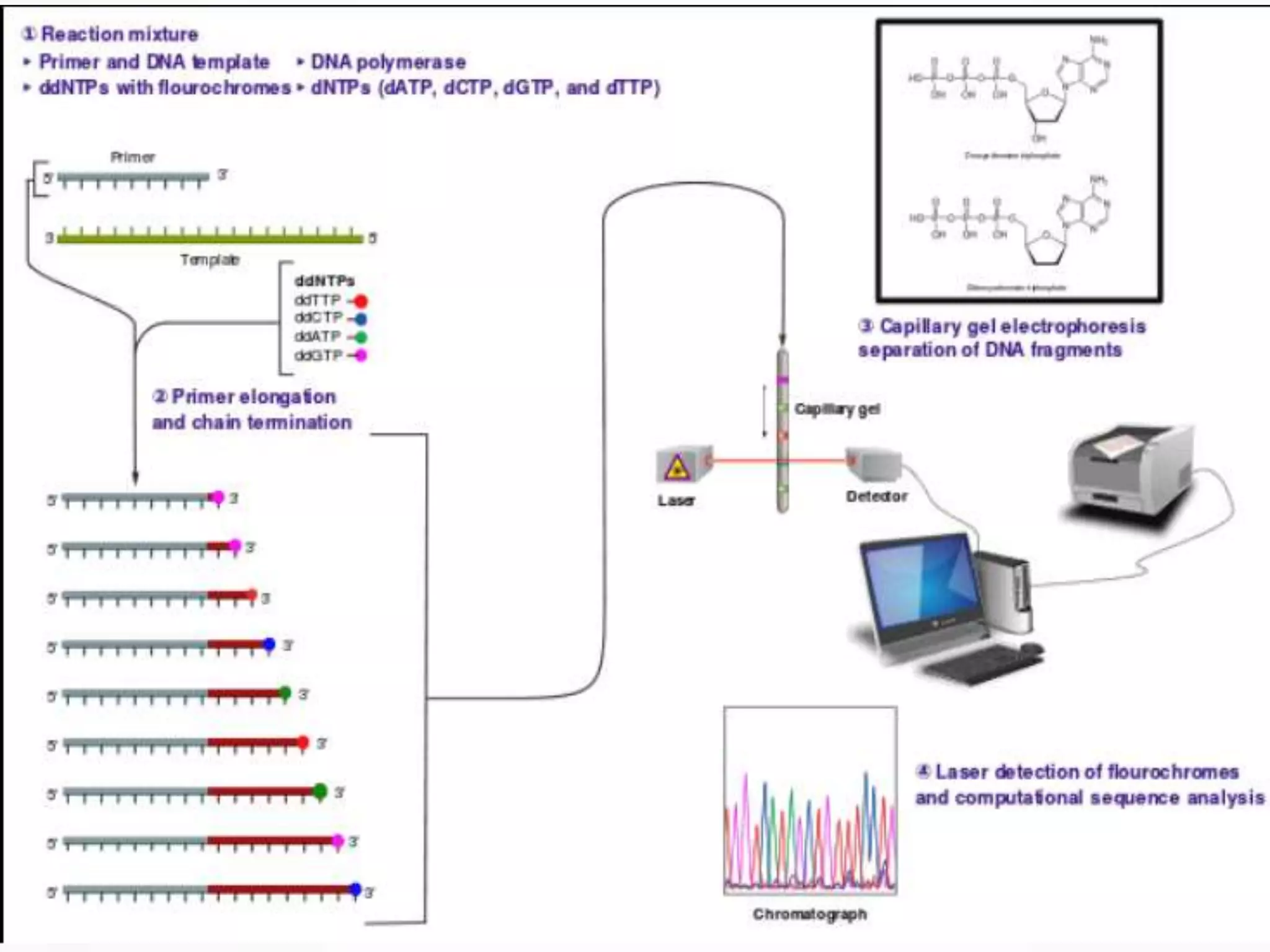 DNA sequencing methods | PPTX