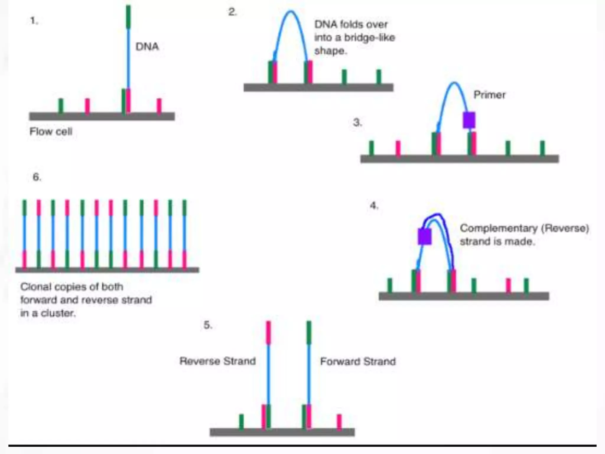 DNA sequencing methods | PPTX