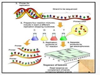 DNA sequencing methods | PPT