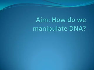 Dna manipulation | PPTX