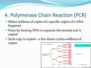 Dna manipulation | PPTX | Genetics | Science