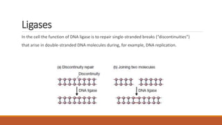 DNA manipulation | PPTX
