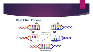 DNA MANIPULATION.pptx Restriction Endonucleases | PPTX