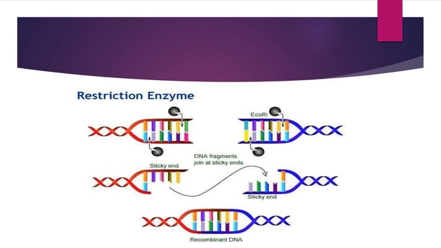 DNA MANIPULATION.pptx Restriction Endonucleases | PPTX