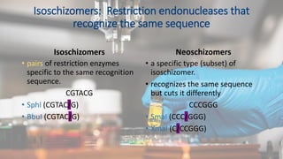 DNA manipulation Enzymes 2.pdf
