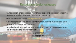 DNA manipulation Enzymes 2.pdf