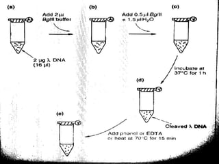 Dna manipulation enzymes | PPTX