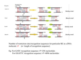 DNA manipulative enzymes | PPTX