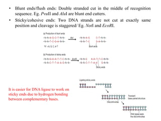 DNA manipulative enzymes | PPTX