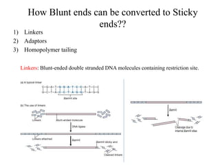 DNA manipulative enzymes | PPTX