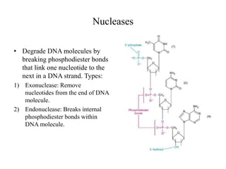 DNA manipulative enzymes | PPTX