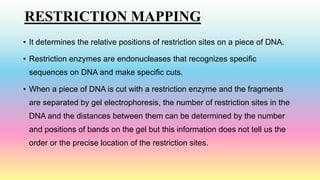 Dna mapping | PPTX