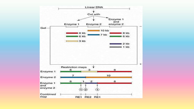 Dna mapping | PPTX