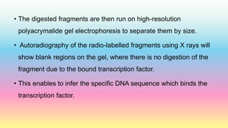 Dna mapping | PPTX