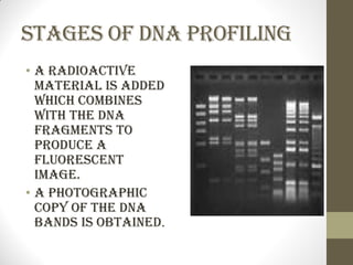 dna master legend.pptx DNA Fingerprinting: Purpose, Procedure, and How It's Used | PPT