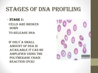 dna master legend.pptx DNA Fingerprinting: Purpose, Procedure, and How It's Used | PPT