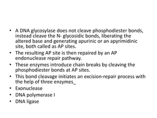 Molecular mechanism of DNA,damage n repair.pptx