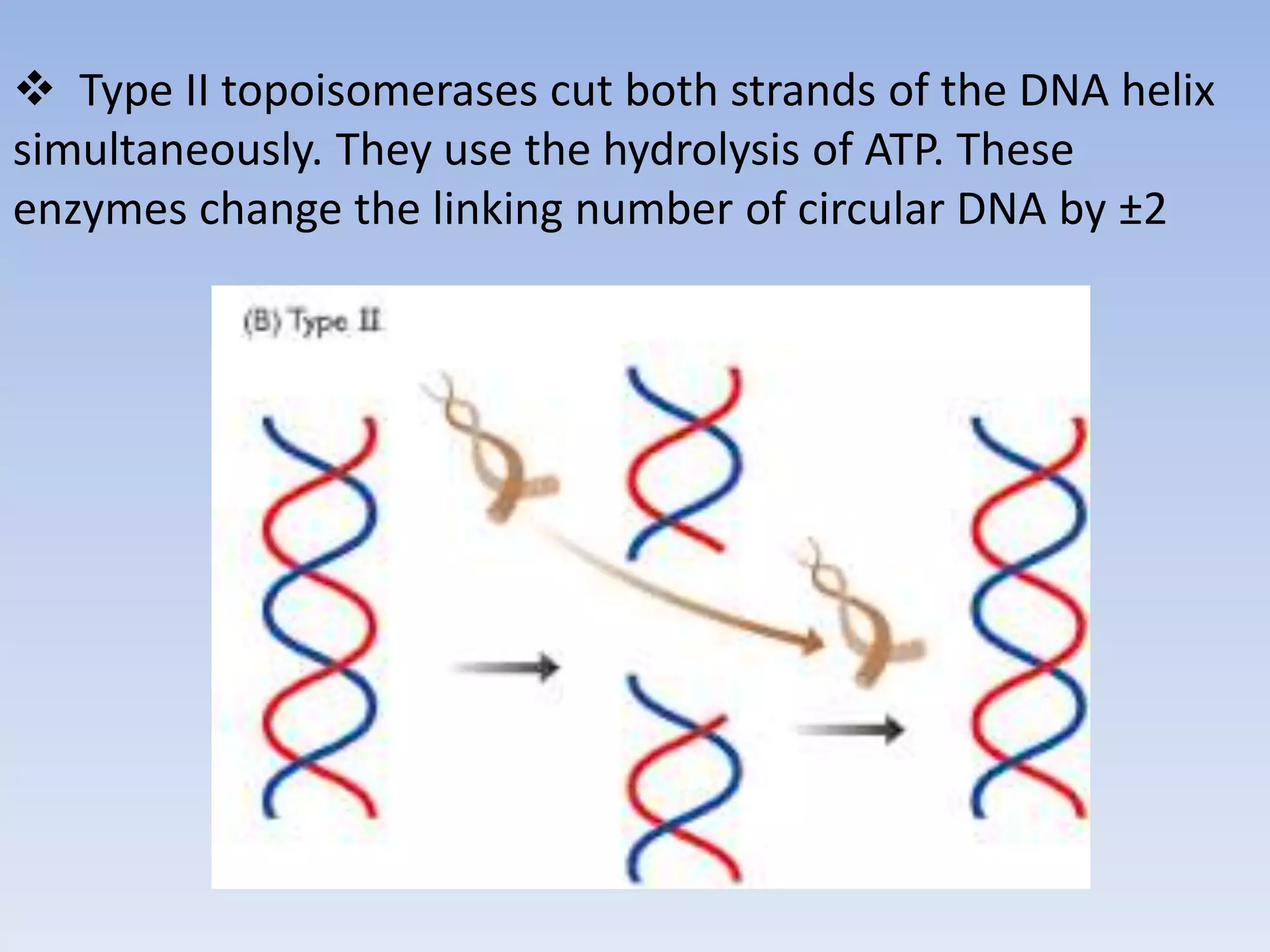 Dna methylases & topoisomerases | PPTX