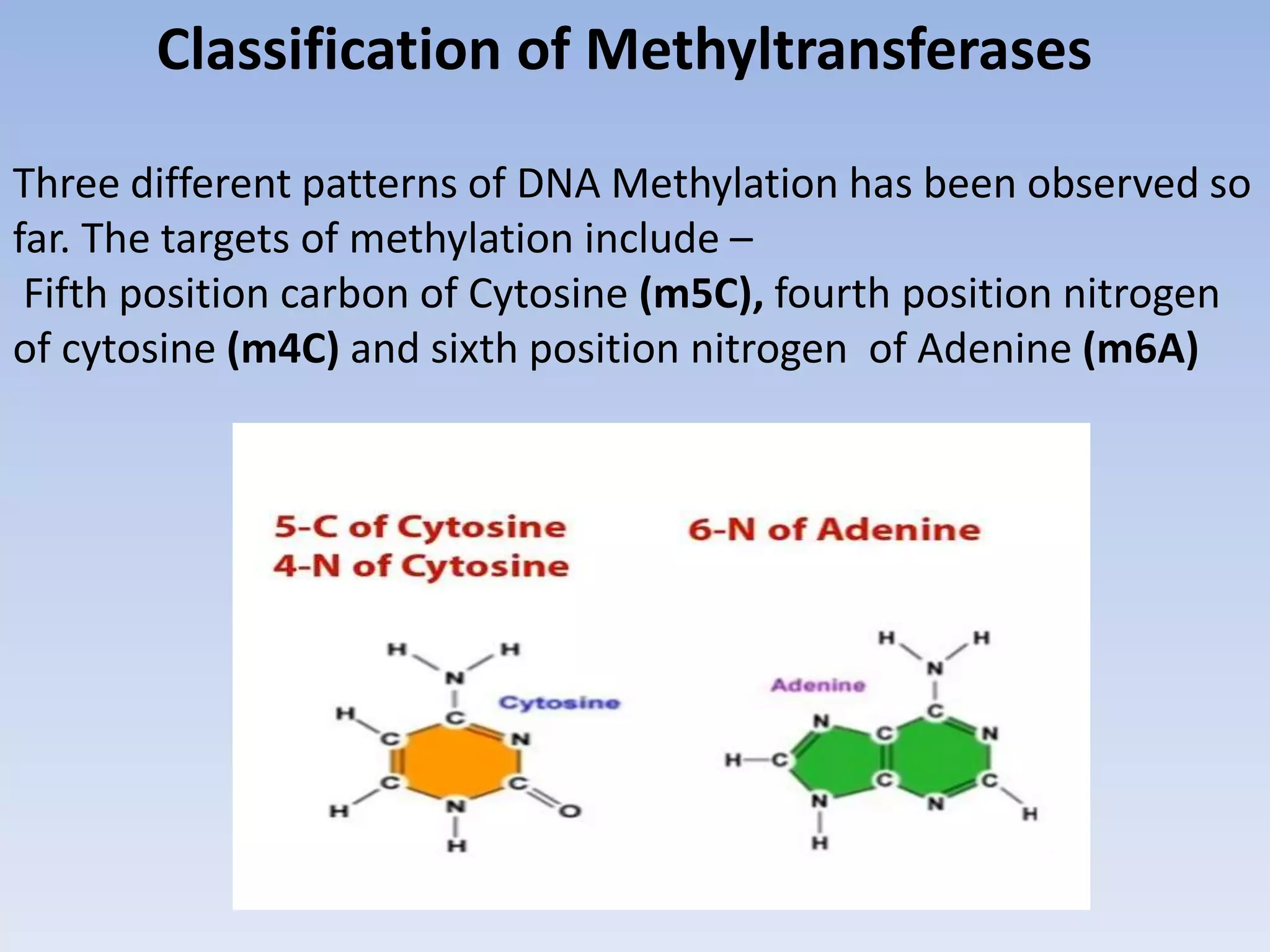 Dna methylases & topoisomerases | PPTX