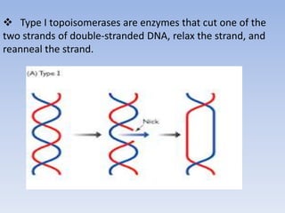 Dna methylases & topoisomerases | PPTX