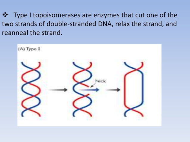 Dna methylases & topoisomerases | PPTX | Chemistry | Science