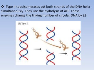 Dna methylases & topoisomerases | PPTX