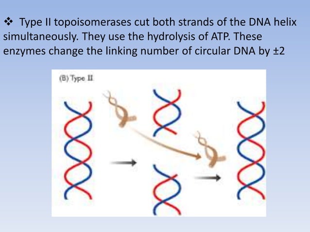 Dna methylases & topoisomerases | PPTX | Chemistry | Science
