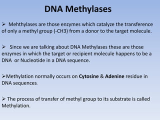 Dna methylases & topoisomerases | PPTX