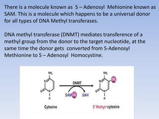 Dna methylases & topoisomerases | PPTX