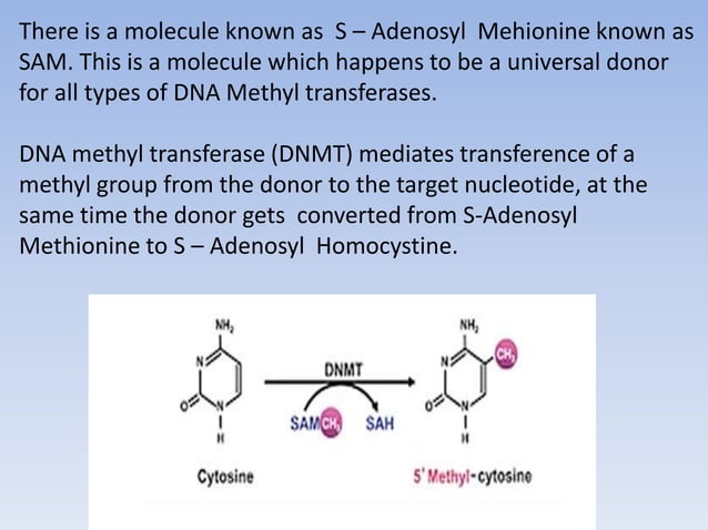 Dna methylases & topoisomerases | PPTX | Chemistry | Science