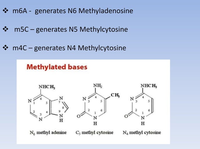 Dna methylases & topoisomerases | PPTX | Chemistry | Science