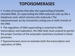 Dna methylases & topoisomerases | PPTX