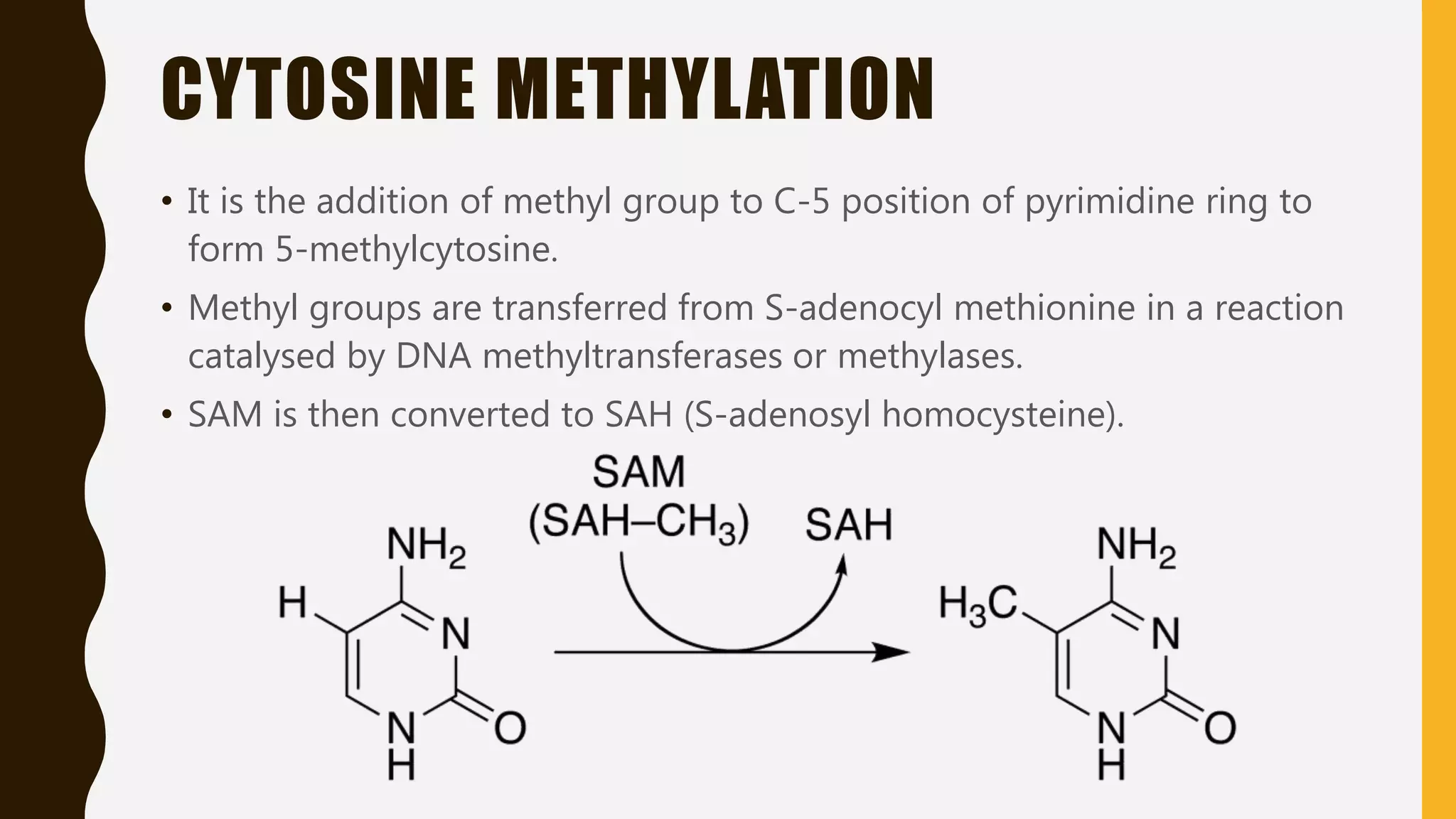 Dna methylation ppt | PPTX
