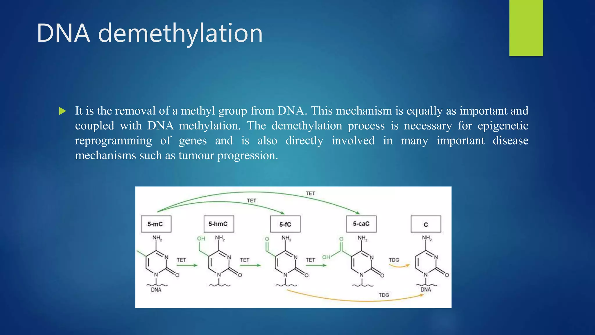 Dna methylation | PPTX