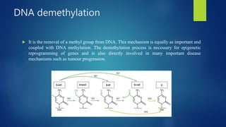 Dna methylation | PPT