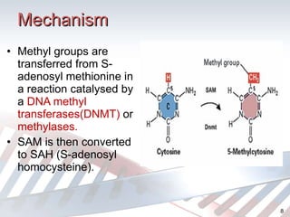 Dna methylation | PPT