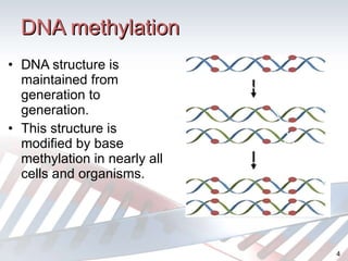 Dna Methylation Diagram