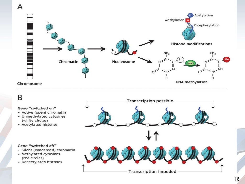 Dna methylation