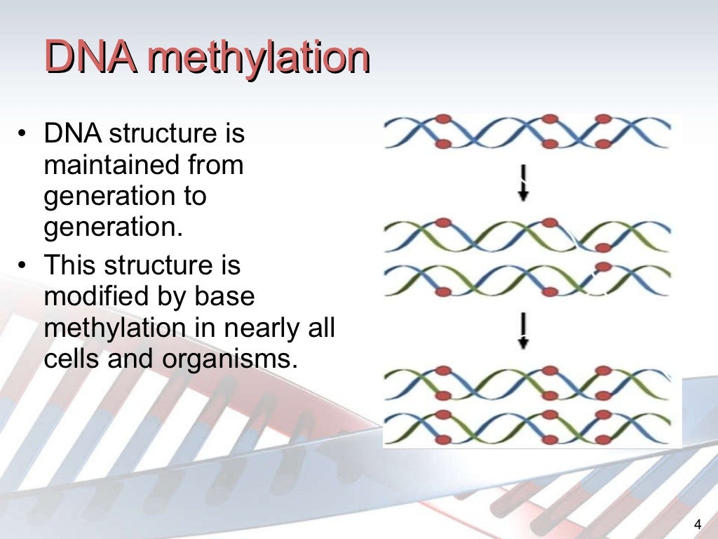 Dna methylation